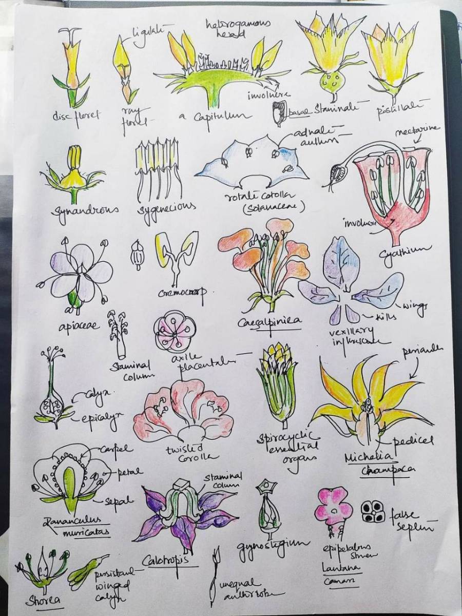 Mayuri Mukherjee UPSC Marksheet, Optional Subject, Age, Posting